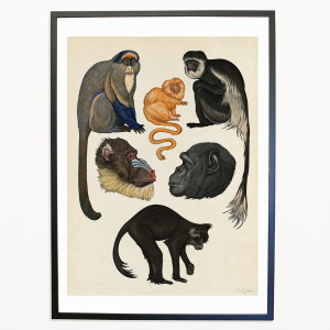 Animalium Prints – Katie Scott