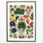Botanicum Prints – Katie Scott