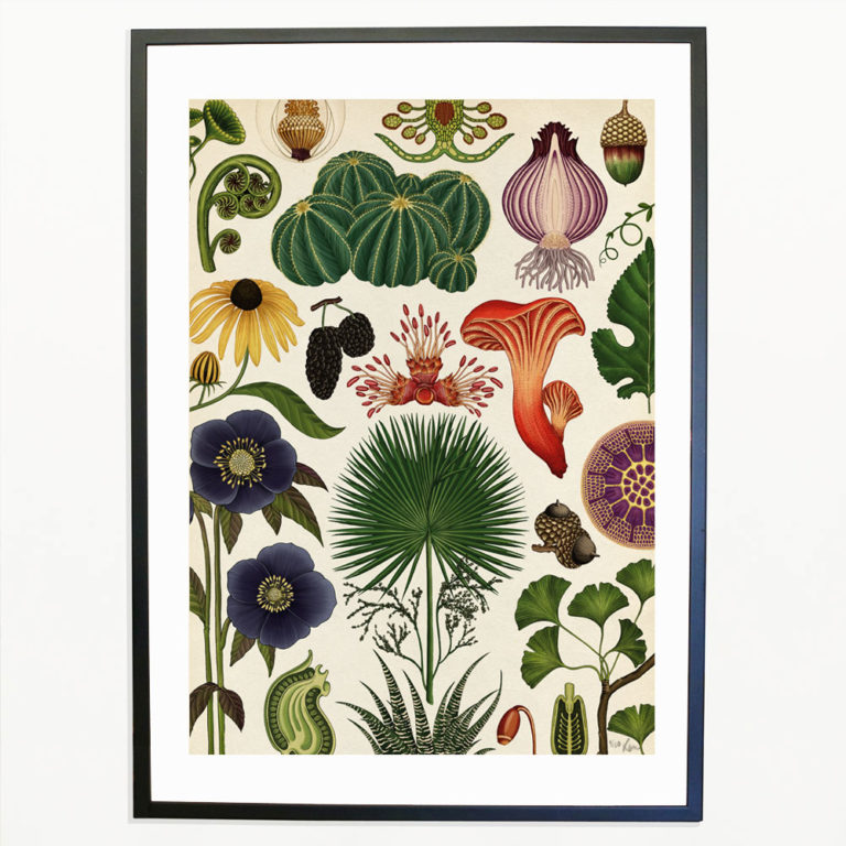 Botanicum Print – Katie Scott
